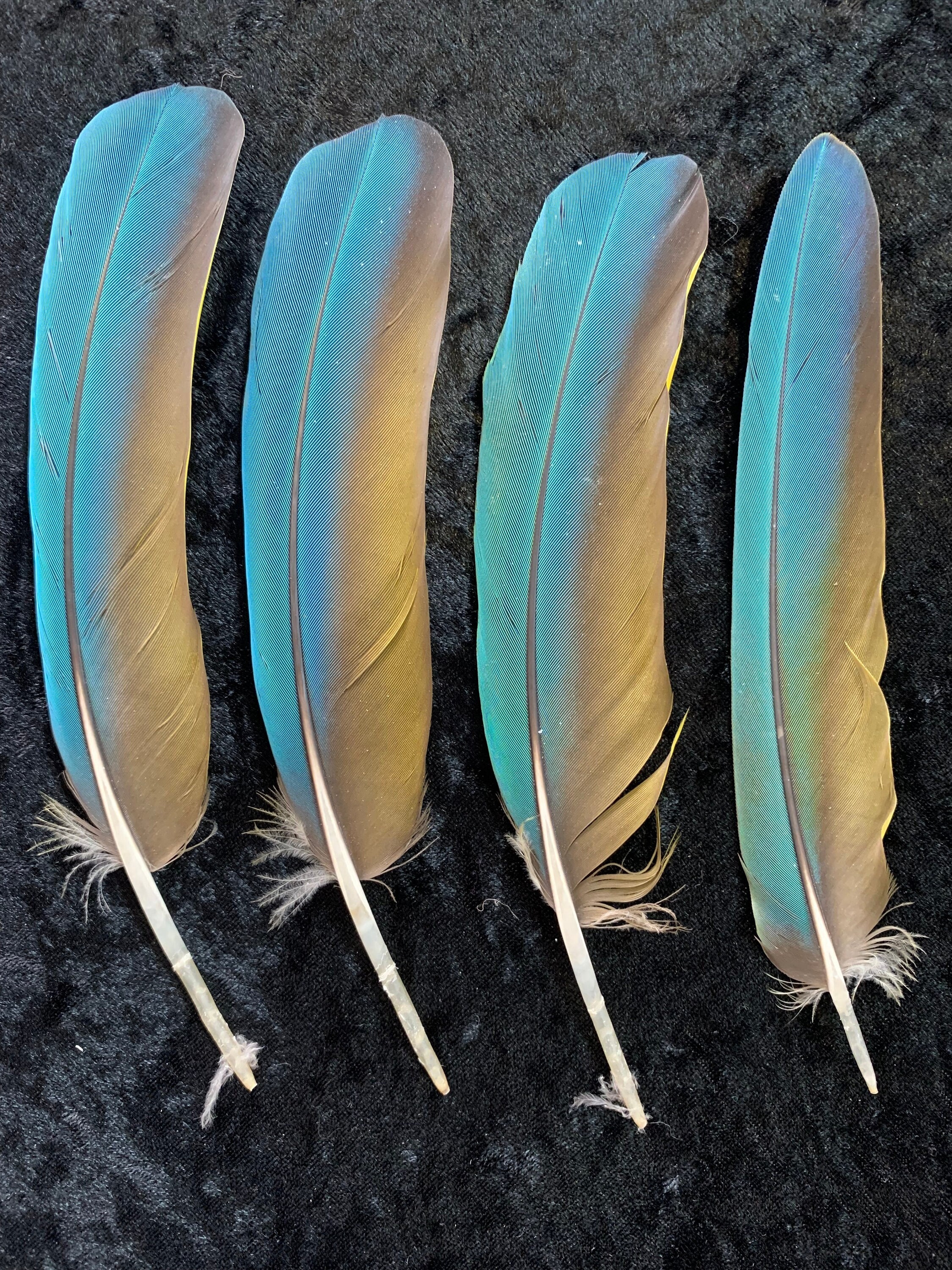 Macaw TURQUOISE BLUE & GOLD Wing, Quill, Flight, Feather, Colourful ...
