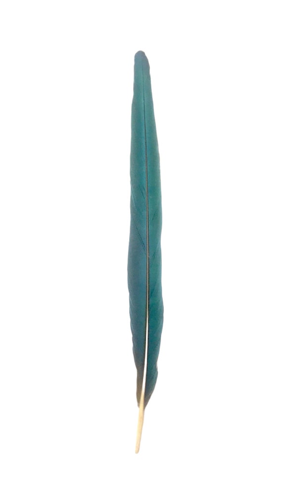 Macaw Blue Gold Long Tail Feather Feathers Bright Natural - Etsy