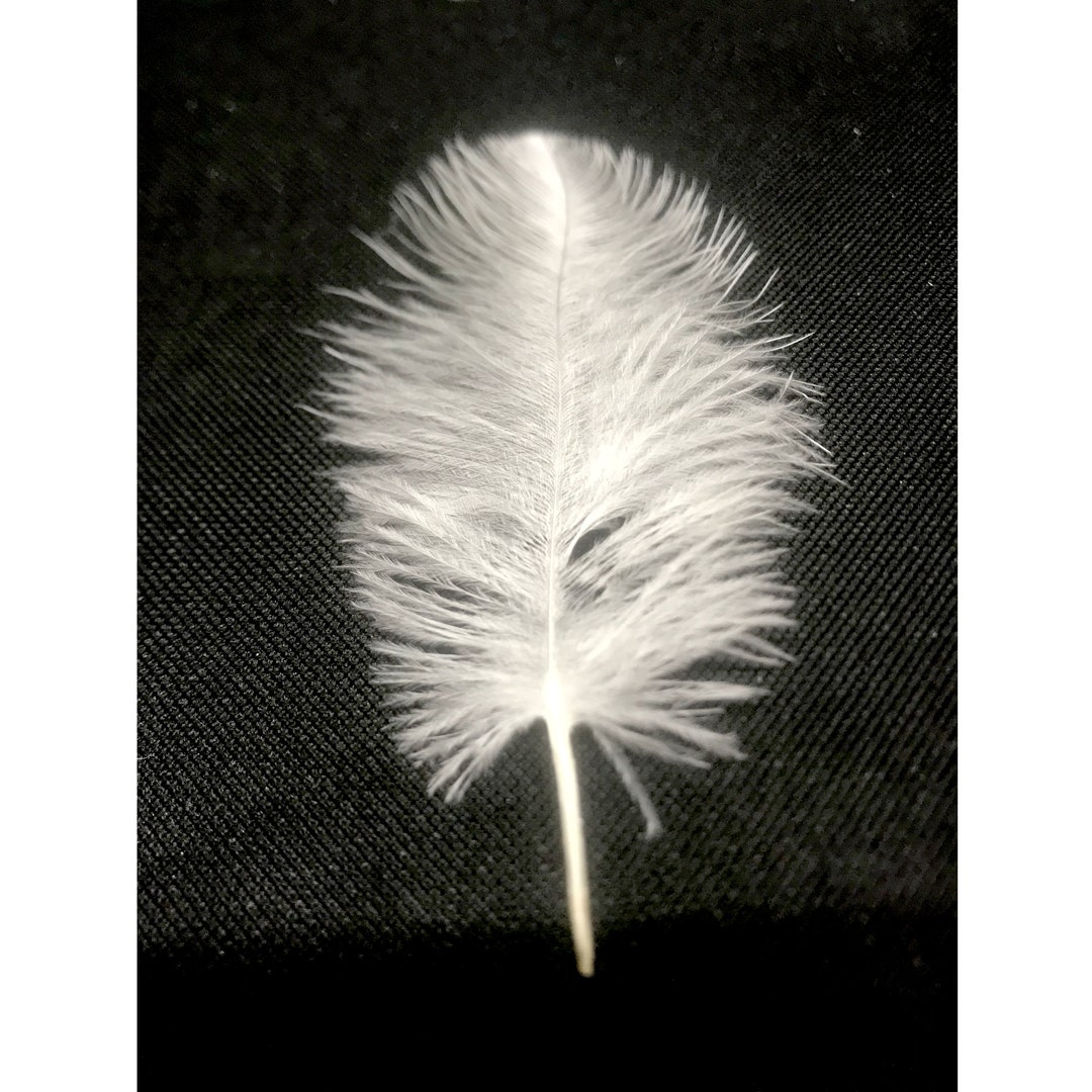WHITE Rhea Wing Feathers, Natural Colour, Craft Art Quill, 3 - 4 Inches ...
