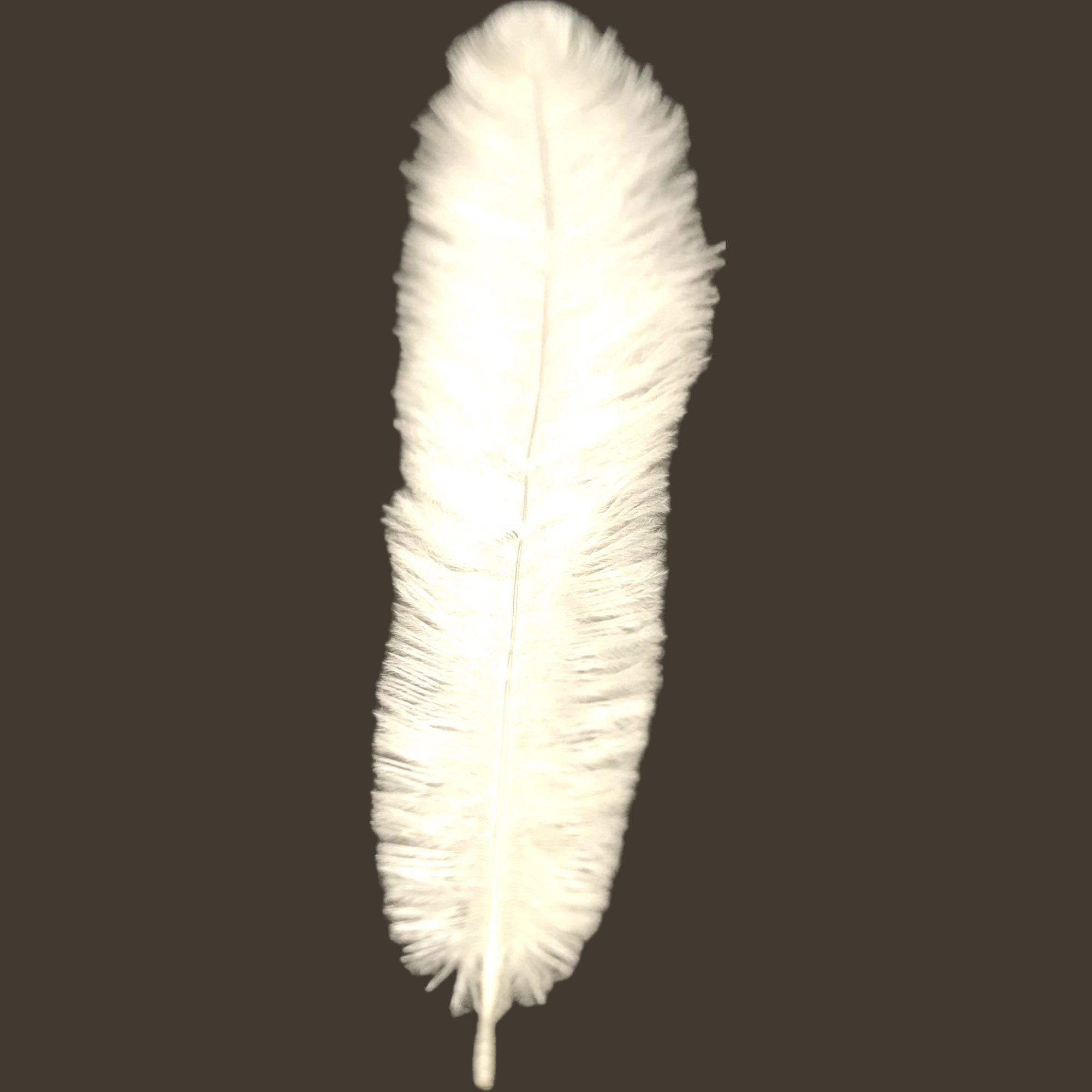 WHITE Rhea Wing Feathers, Natural Colour, Slim Craft Art Quill, 3 - 4 ...