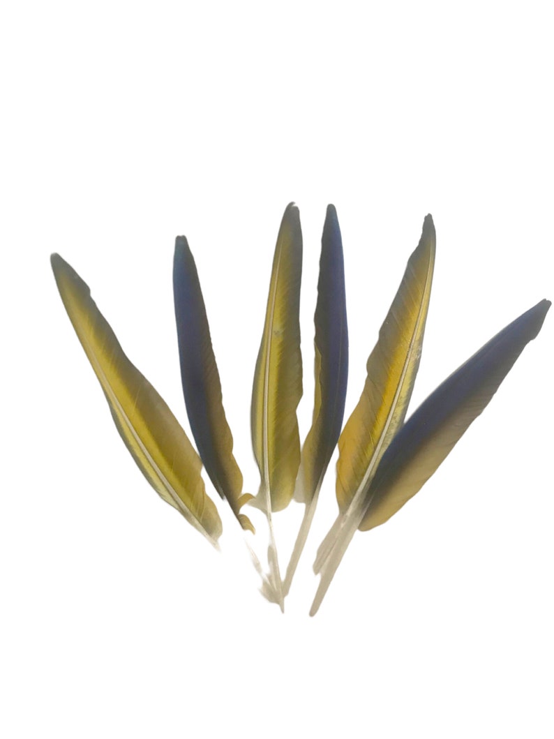 Macaw, Blue& Gold, Wing Flight, Quill, Feather, Bright Natural Colour ...