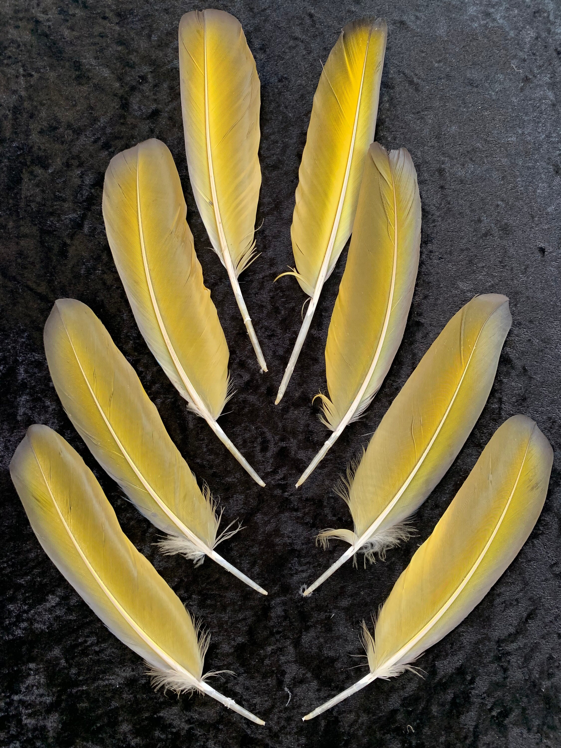 Blue and Gold Macaw Wing Quill Flight Feather, Naturally Moulted ...