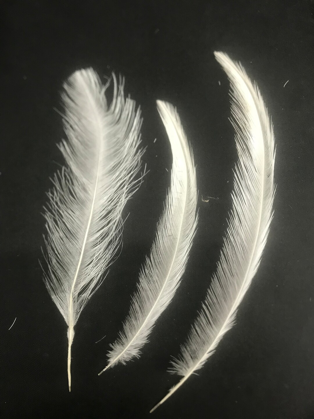 WHITE Rhea Wing Feathers, Natural Colour, Long Craft Art Quill, 5 - 7 ...