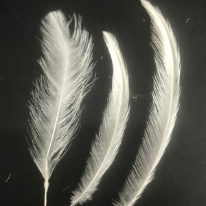 Large WHITE Rhea Wing Feathers Natural Colour Long Craft Art - Etsy