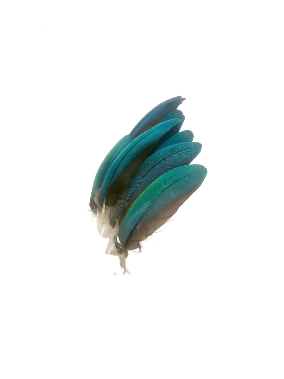 Blue & Red Wing Feather 1 Feather Naturally Moulted Ethically Sourced ...