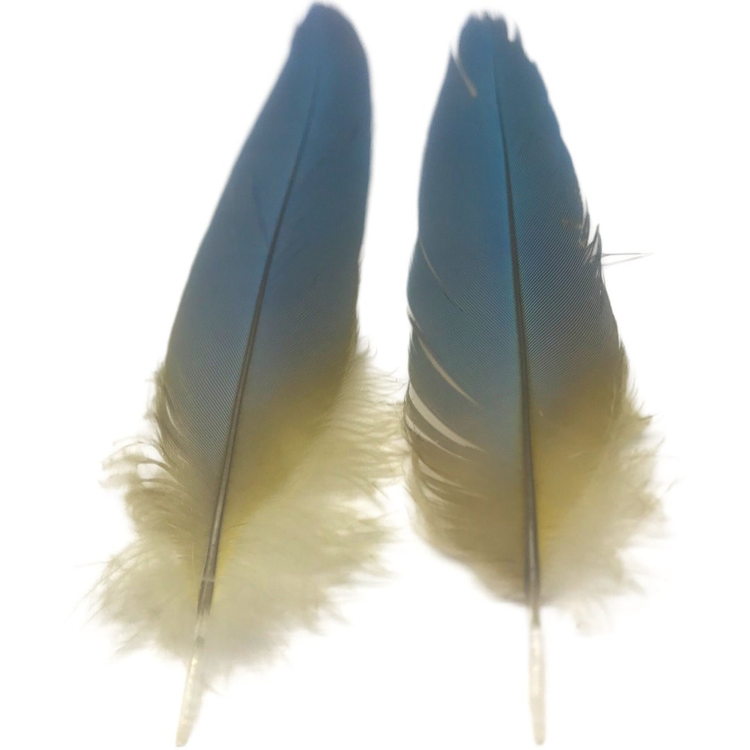 Parrot Blue With Yellow Back Covert Feathers Macaw, Quill, Feather ...