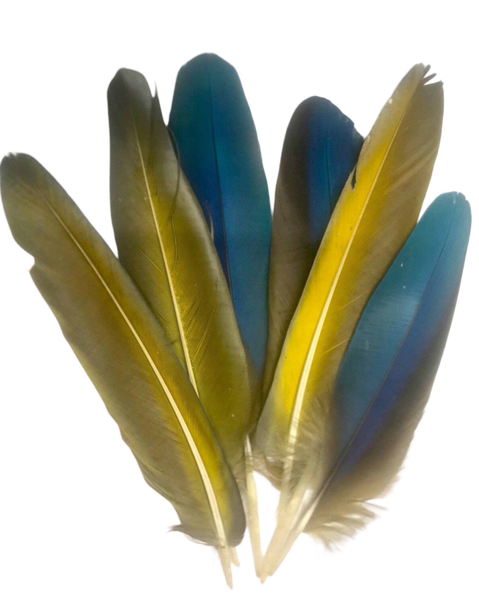 Tropical Bird Feathers