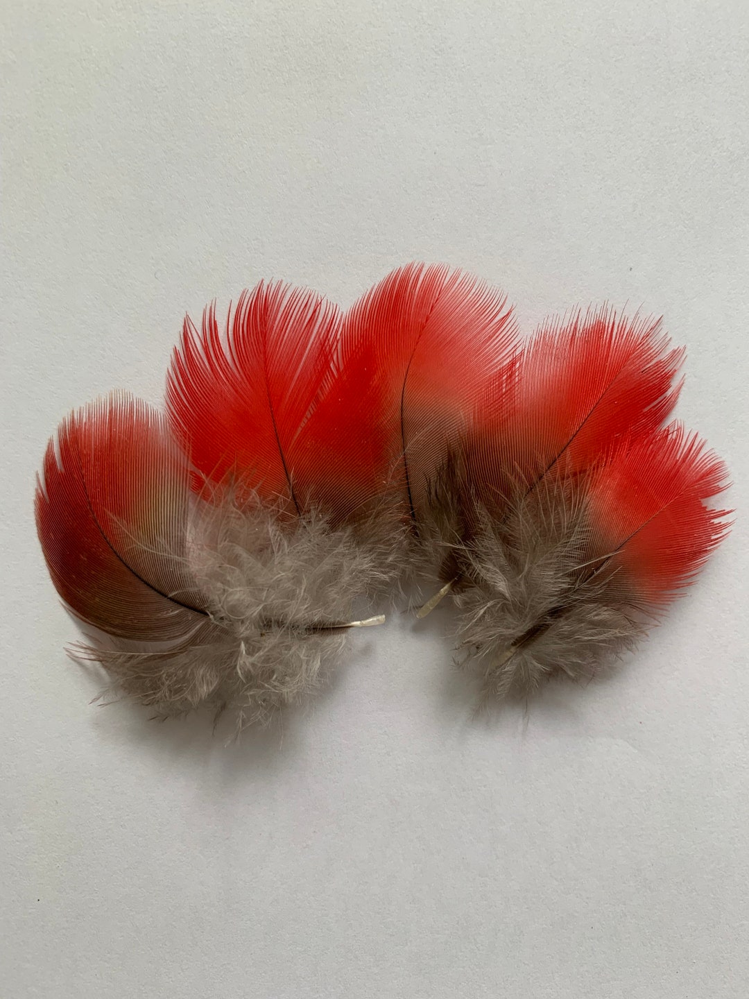 Red Greenwing Macaw Body Plumage Feathers Bright Red Natural Colour ...