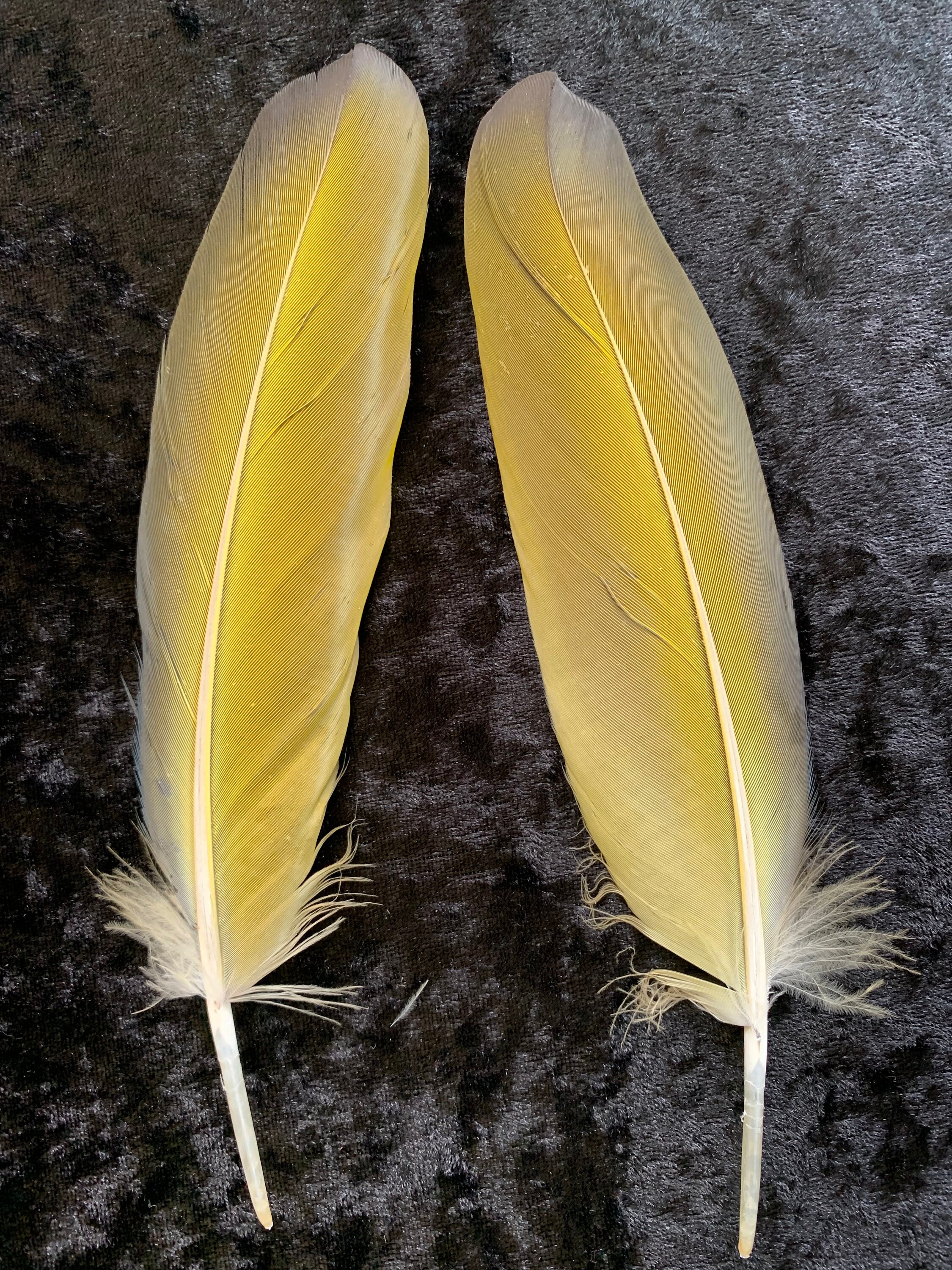 Blue and Gold Macaw Wing Quill Flight Feather, Naturally Moulted ...