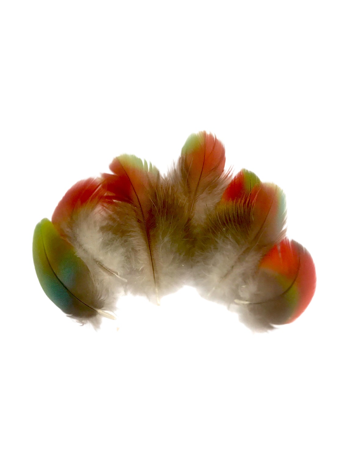 Red, Blue, Green, Macaw Body Plumage Feathers Natural Color Naturally ...