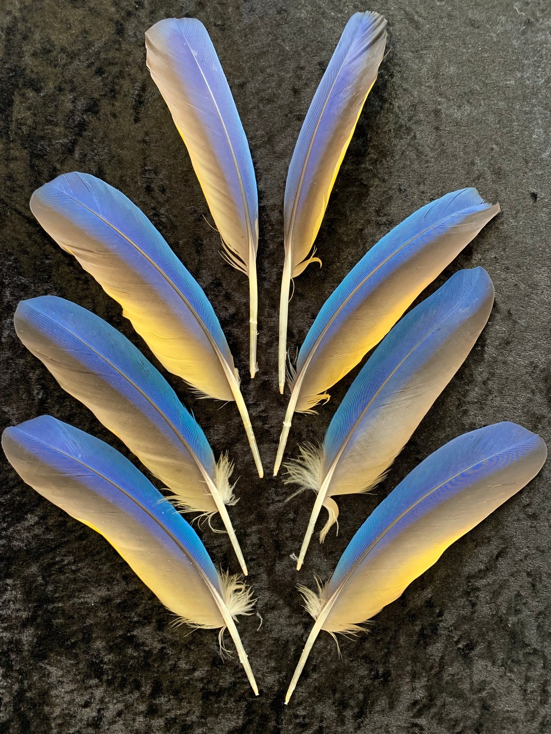 Blue and Gold Macaw Wing Quill Flight Feather, Naturally Moulted ...