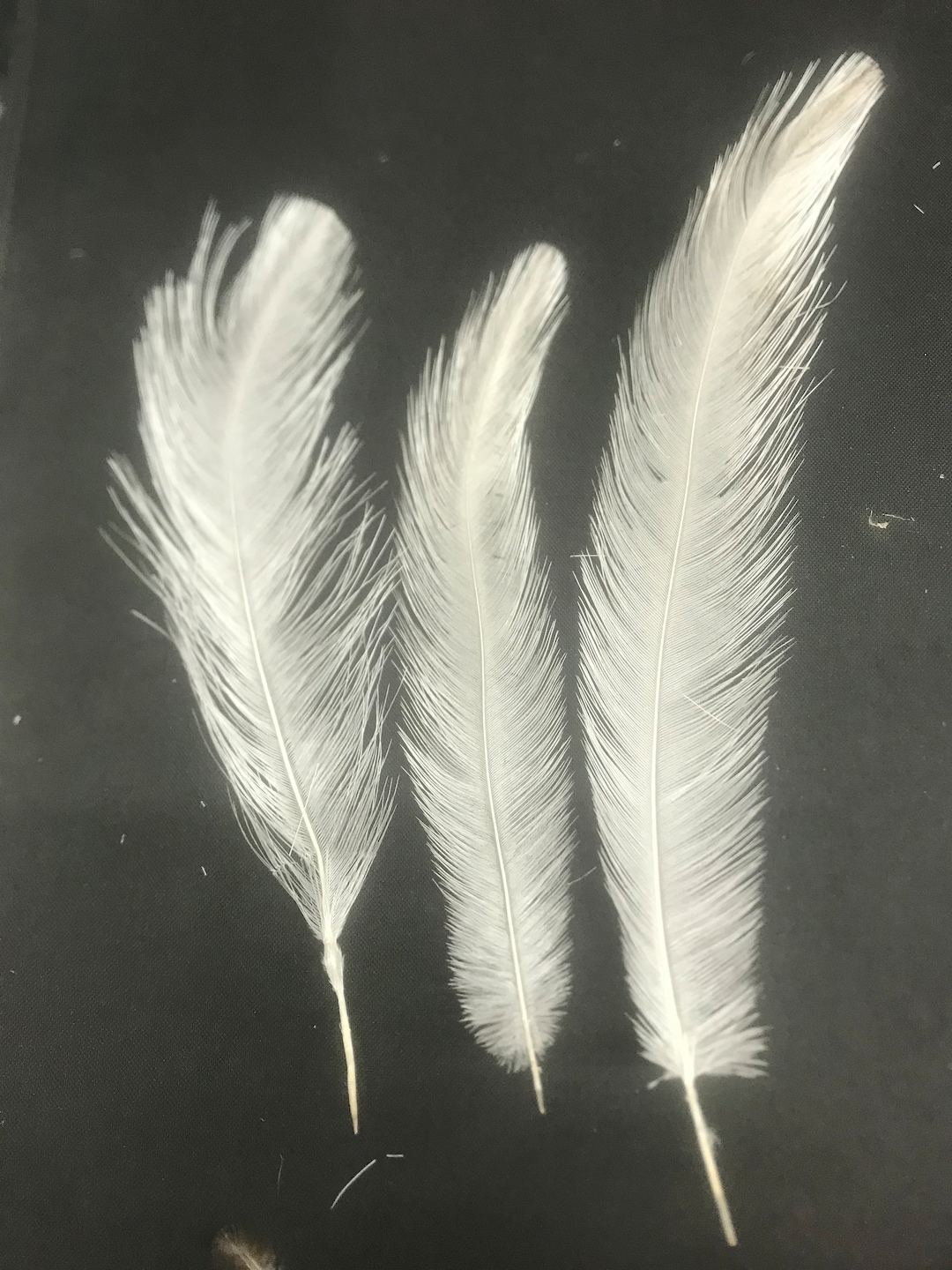 Large WHITE Rhea Wing Feathers, Natural Colour, Long Craft Art Quill ...