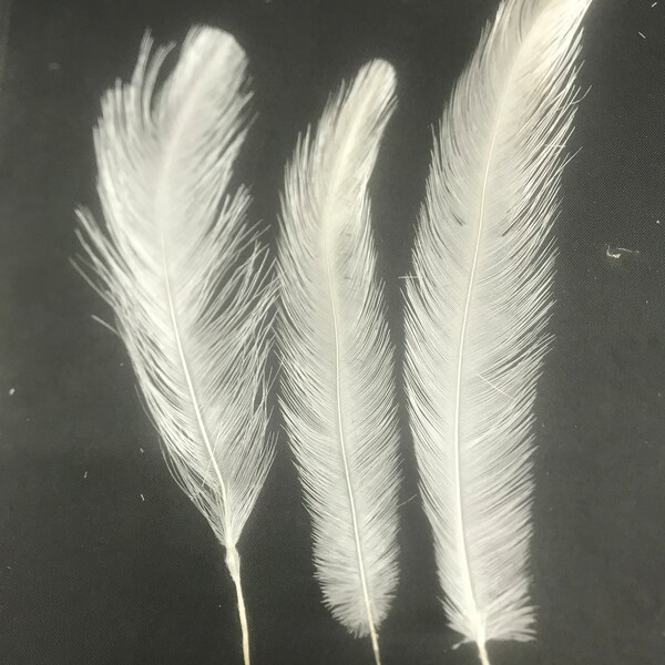 Large Feather Art - Etsy