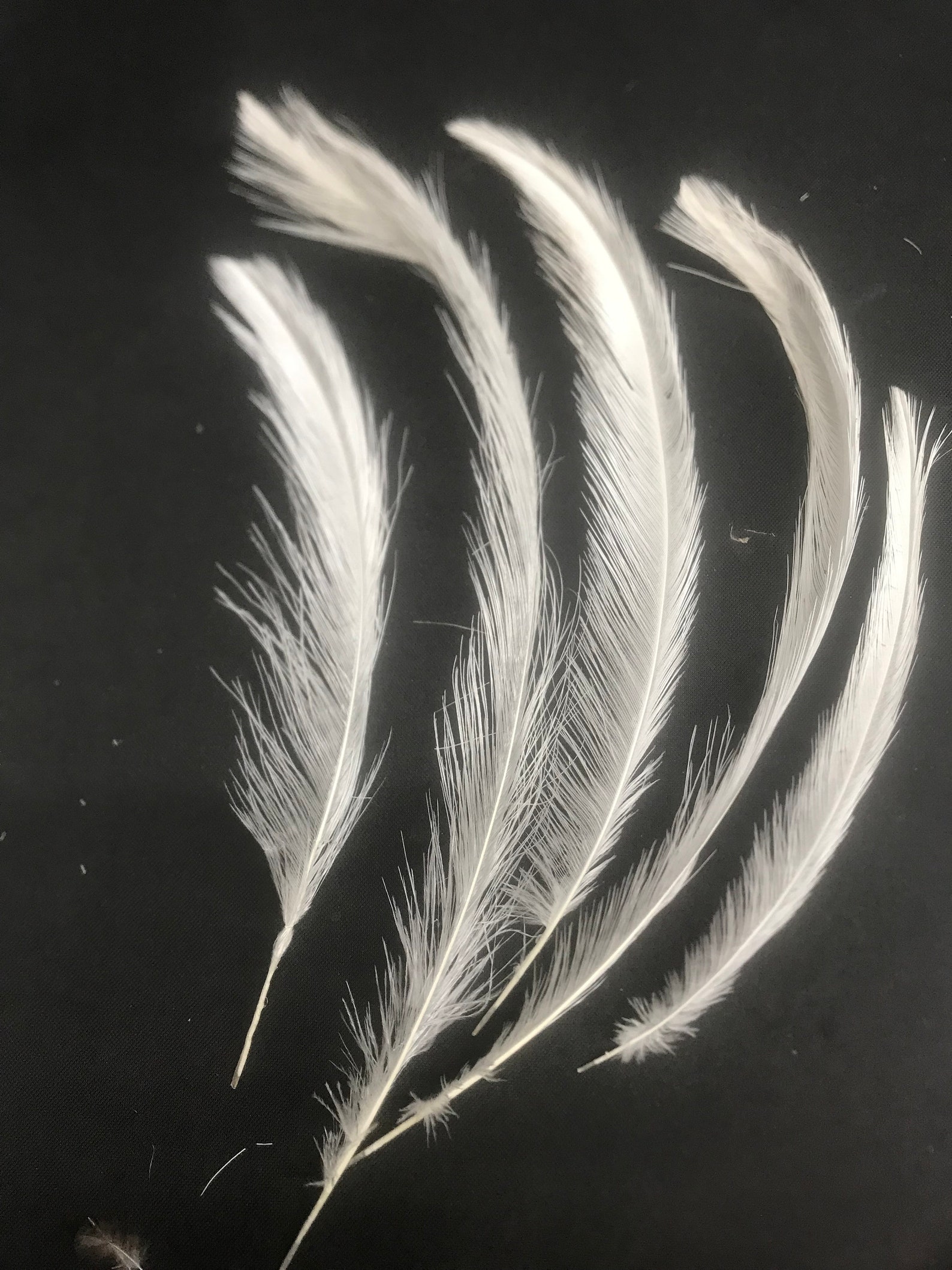 Large WHITE Rhea Wing Feathers Natural Colour Long Craft Art - Etsy
