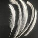 Large WHITE Rhea Wing Feathers, Natural Colour, Long Craft Art Quill ...