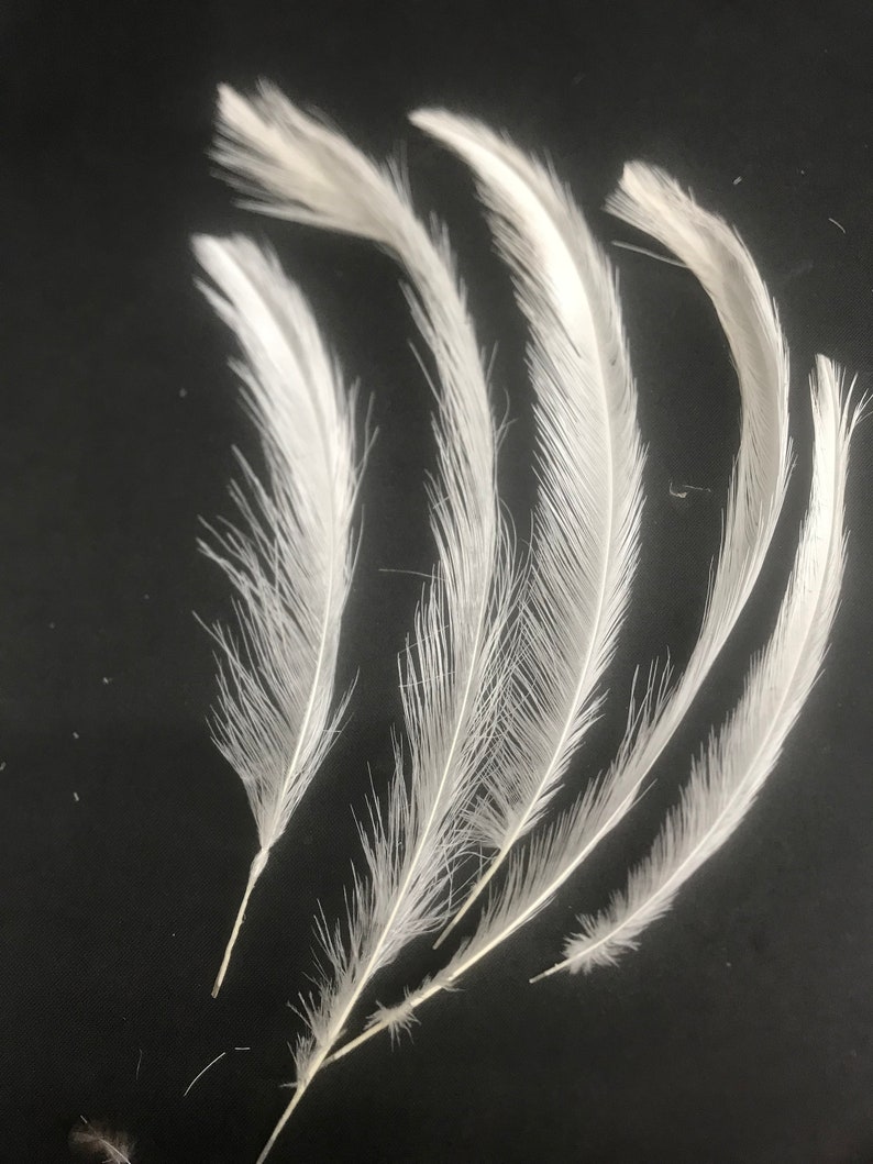 Large WHITE Rhea Wing Feathers Natural Colour Long Craft Art - Etsy