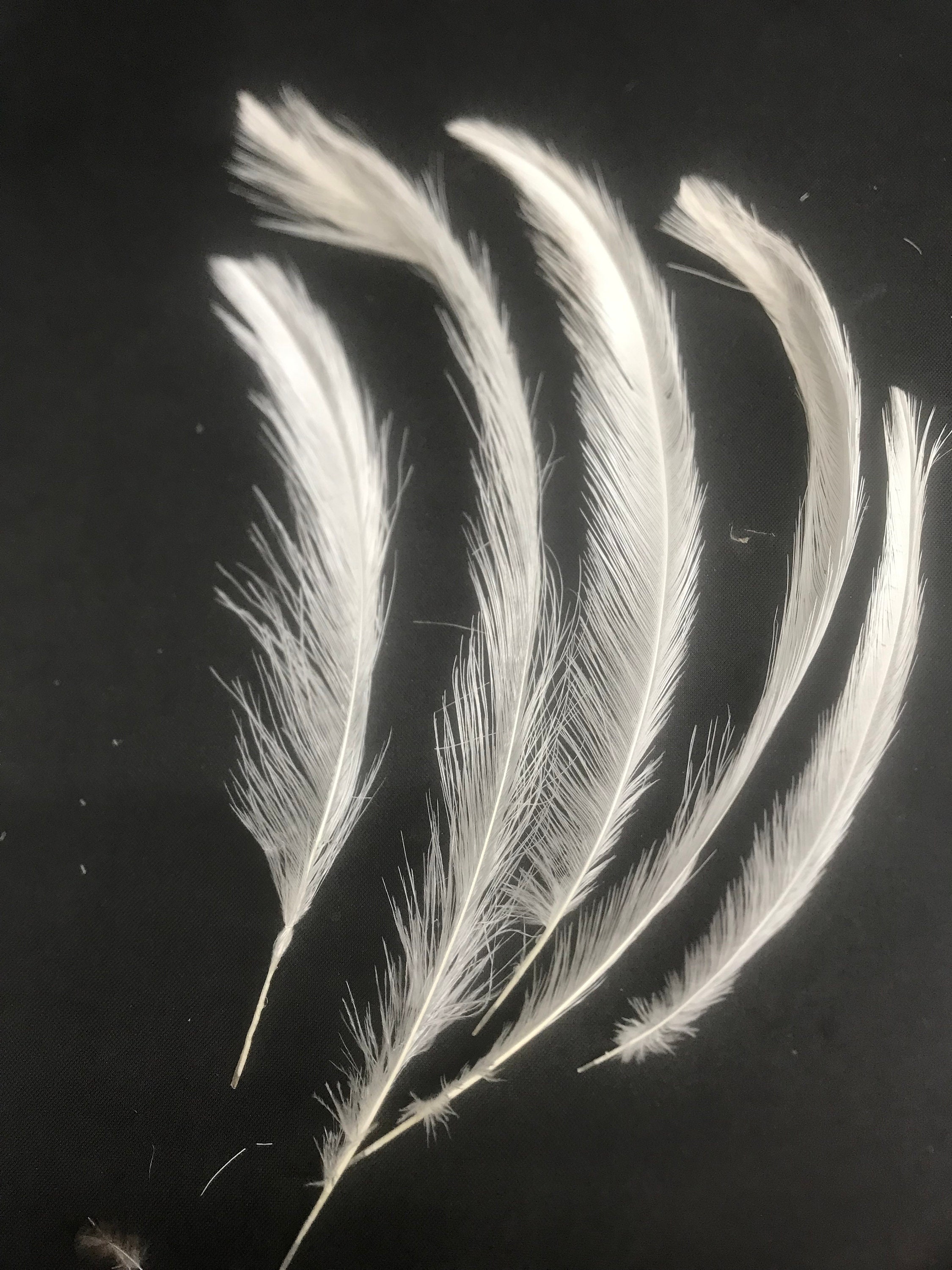 Large WHITE Rhea Wing Feathers, Natural Colour, Long Craft Art Quill ...