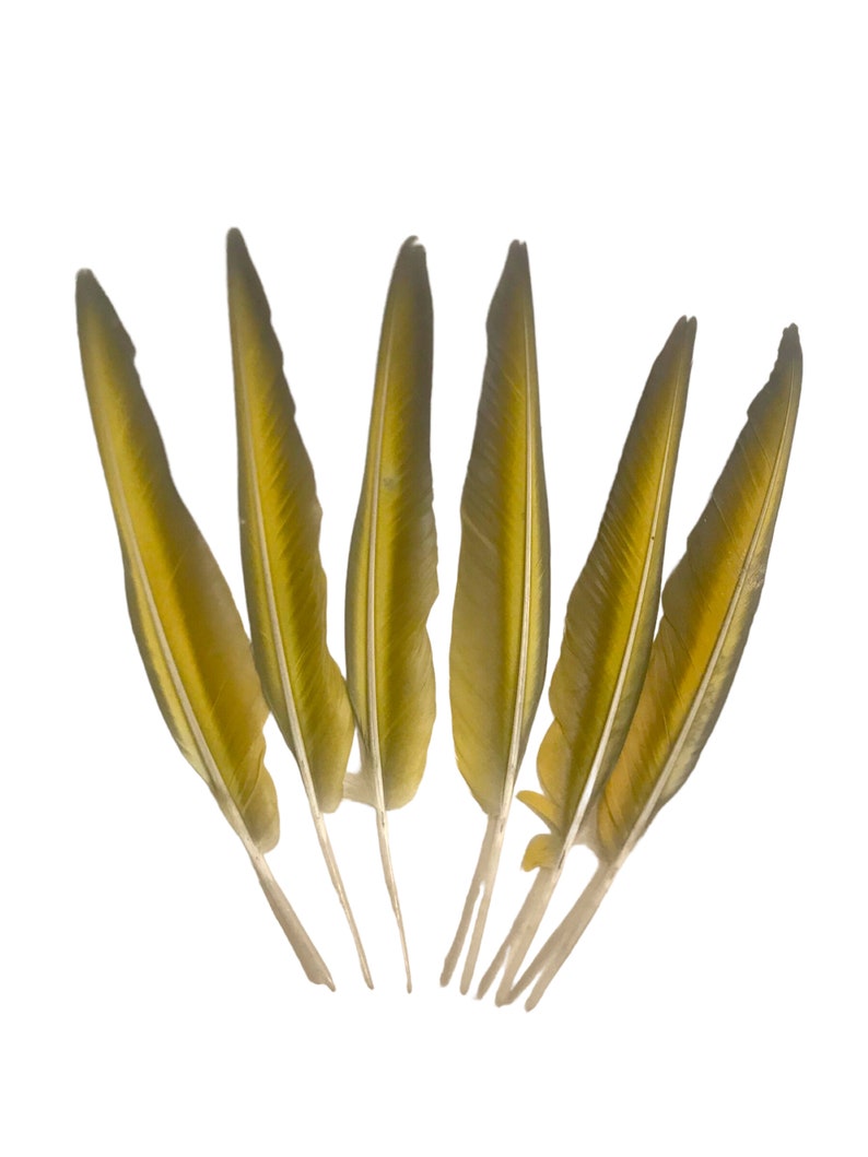 Macaw, Blue& Gold, Wing Flight, Quill, Feather, Bright Natural Colour ...