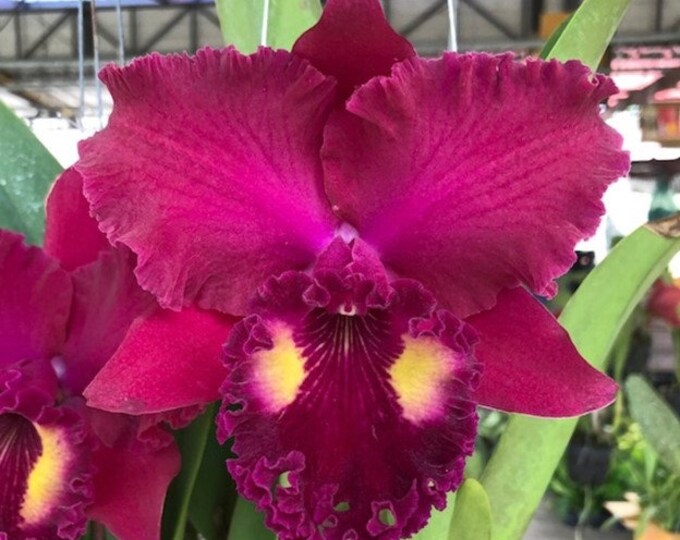 Rlc. Siam Red X Achung Ruby - Etsy