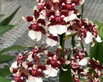 Onc. Heaven Scent 'redolence' Sharry Baby Improved | Etsy