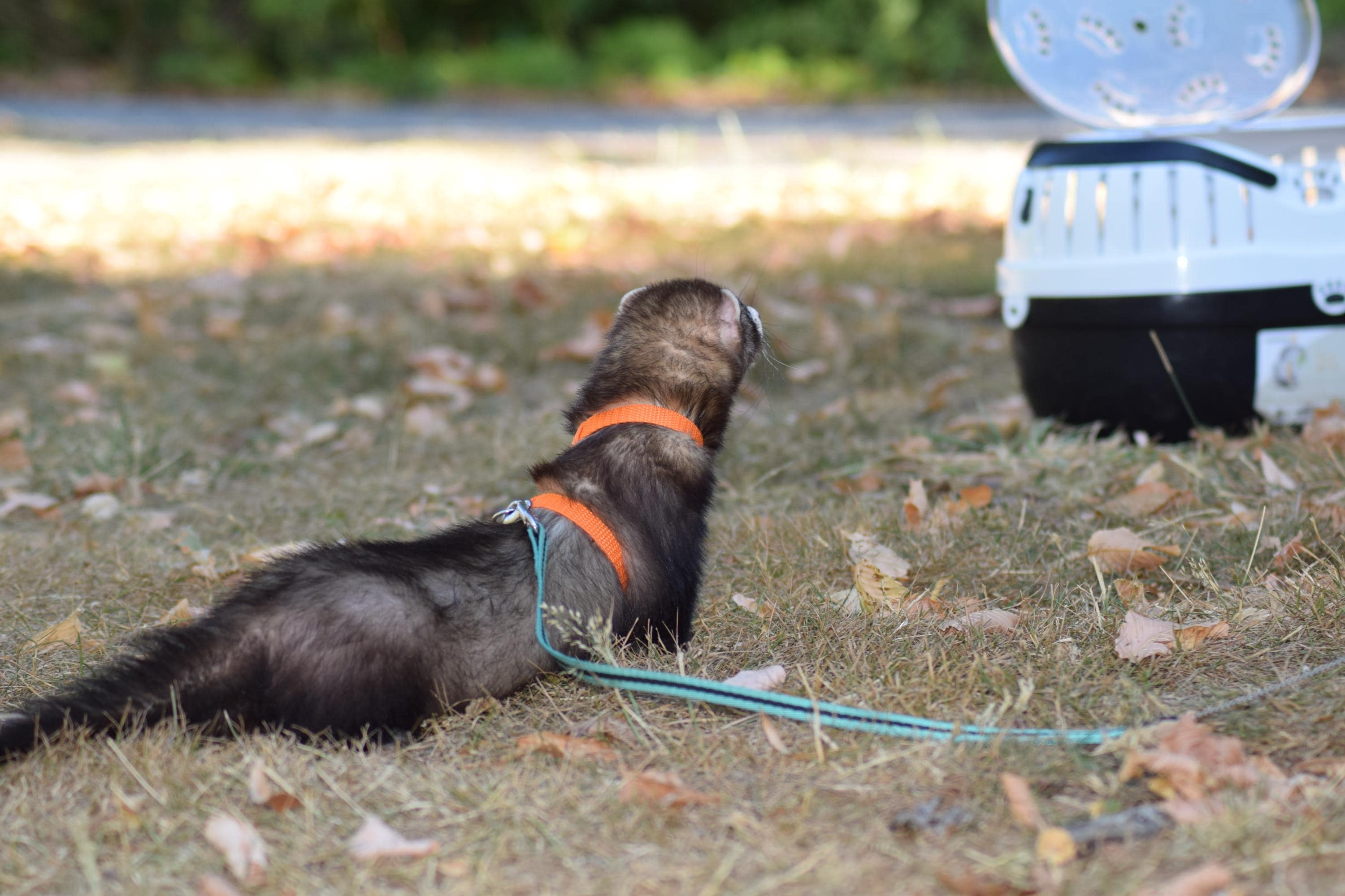 Ferret Harness Orange Webbing – Adjustable Lightweight Harness for ...