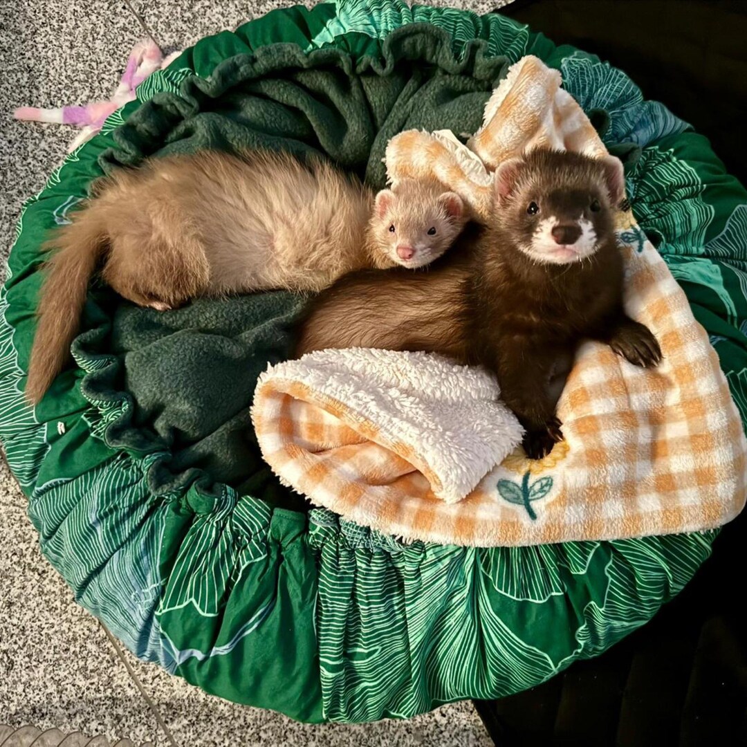 Ferret Bed Supplies Hideouts Accessory Ginkgo Magic Accessories Ferrets ...