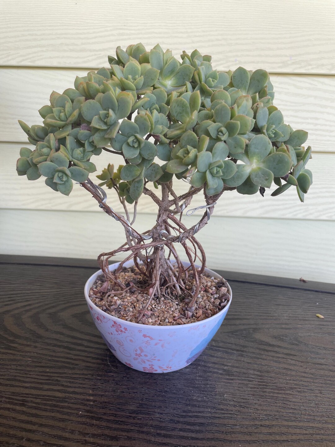 Bonsai Tree Aeonium Haworthia Tree Ship With Bare Rooted - Etsy