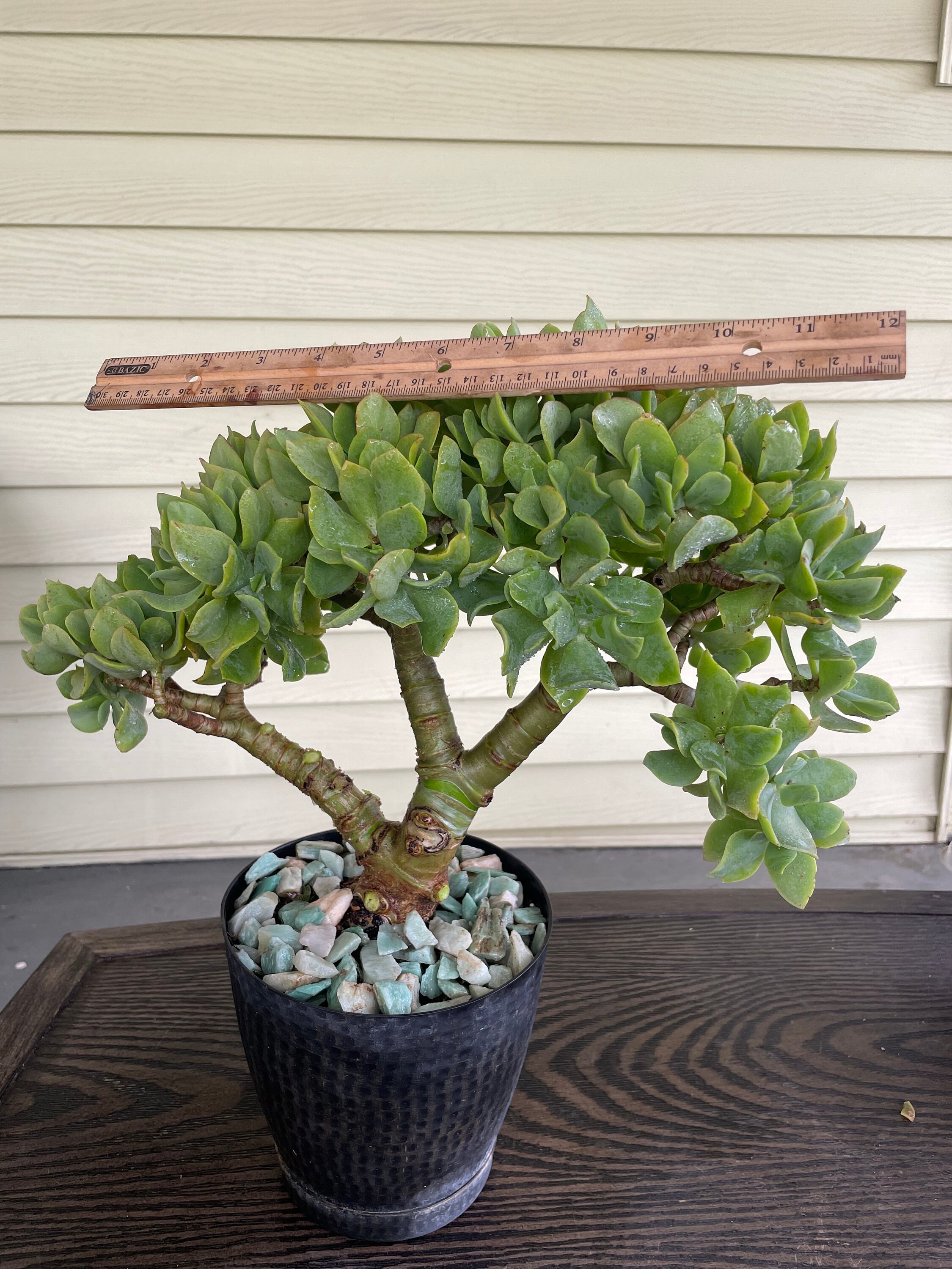 Bonsai Jade Plant Crassula Arborescens 12 Bare Rooted - Etsy