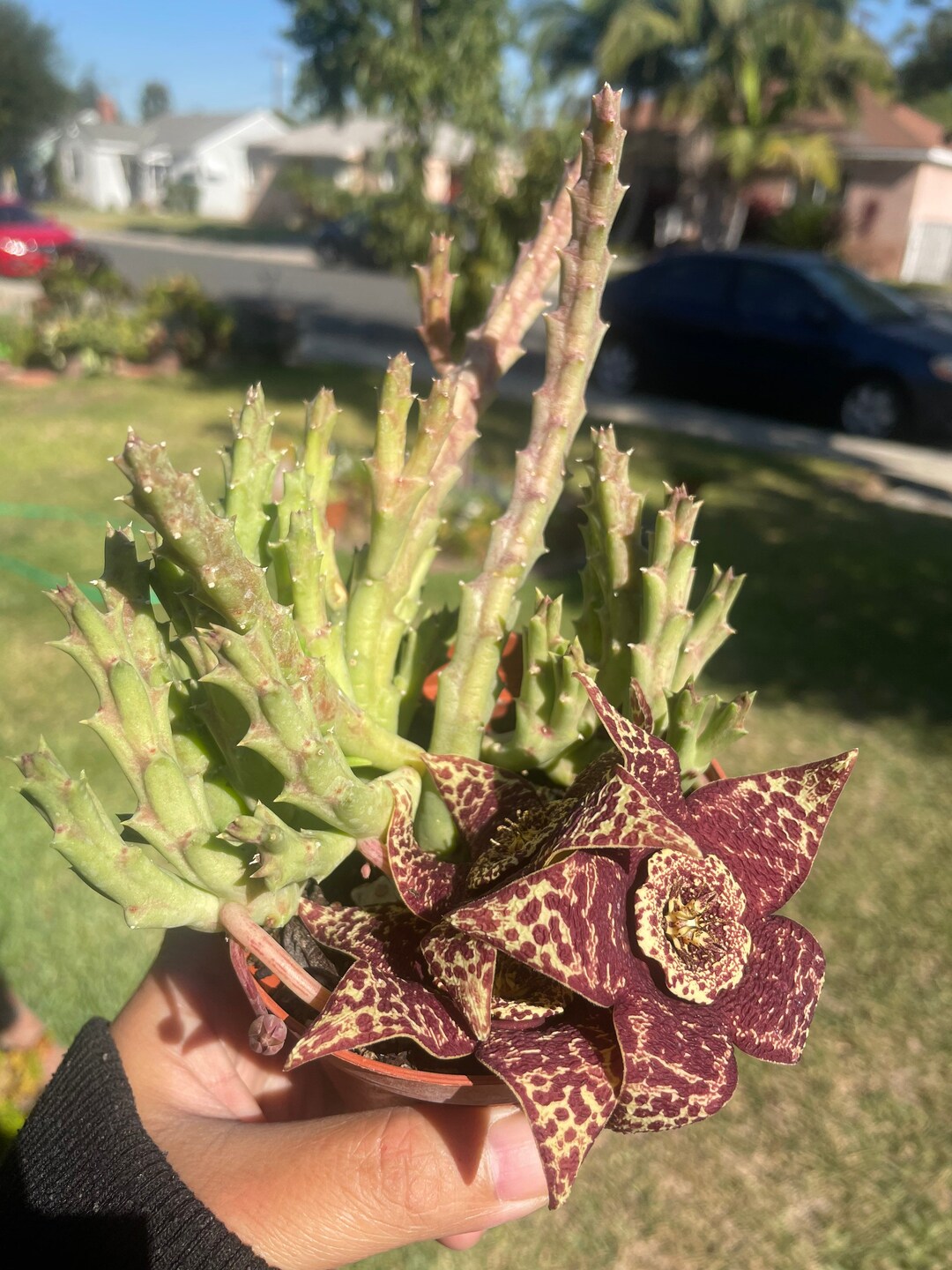 Orbea Variegated Stapelia Starfish Flowers Ship With Bare Rooted - Etsy