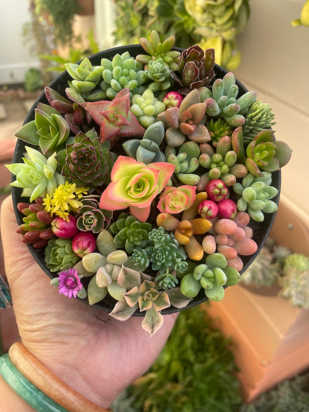 60 Cutting Colorful Mini Types of Succulents - Etsy
