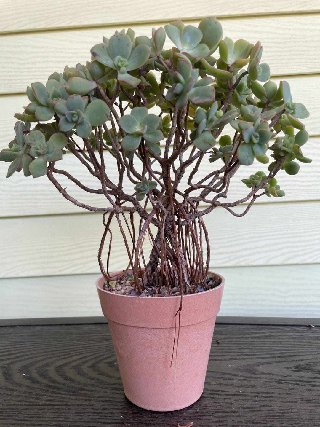 Bonsai Tree Aeonium Haworthia Tree Ship With Bare Rooted - Etsy