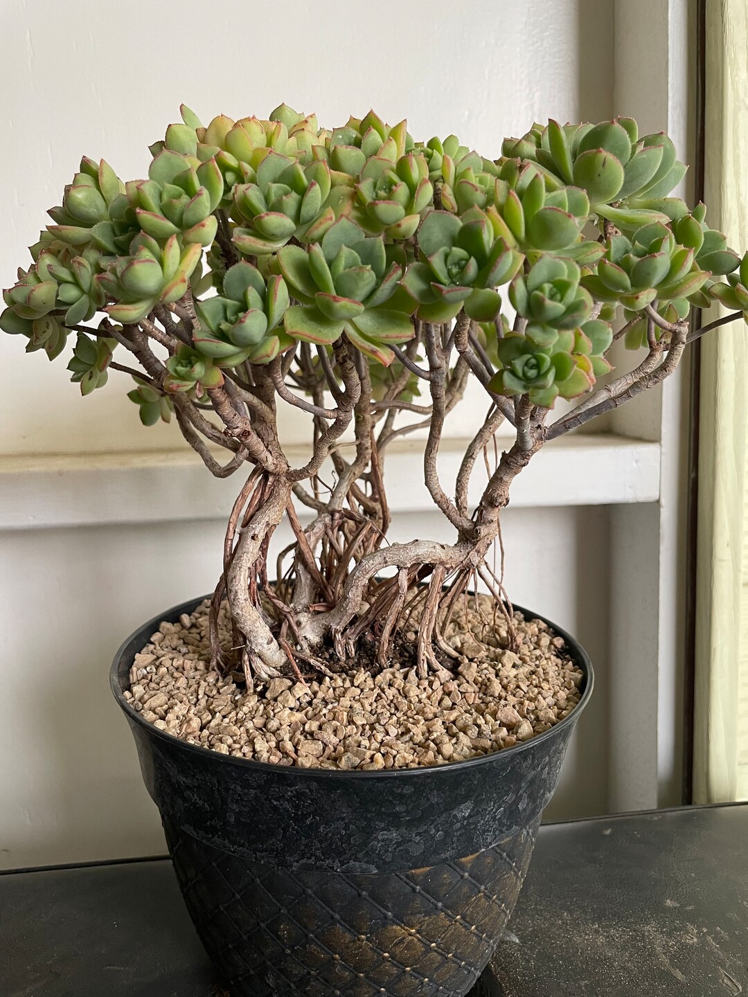 Bonsai Tree Aeonium Haworthia Tree Live Plant - Etsy