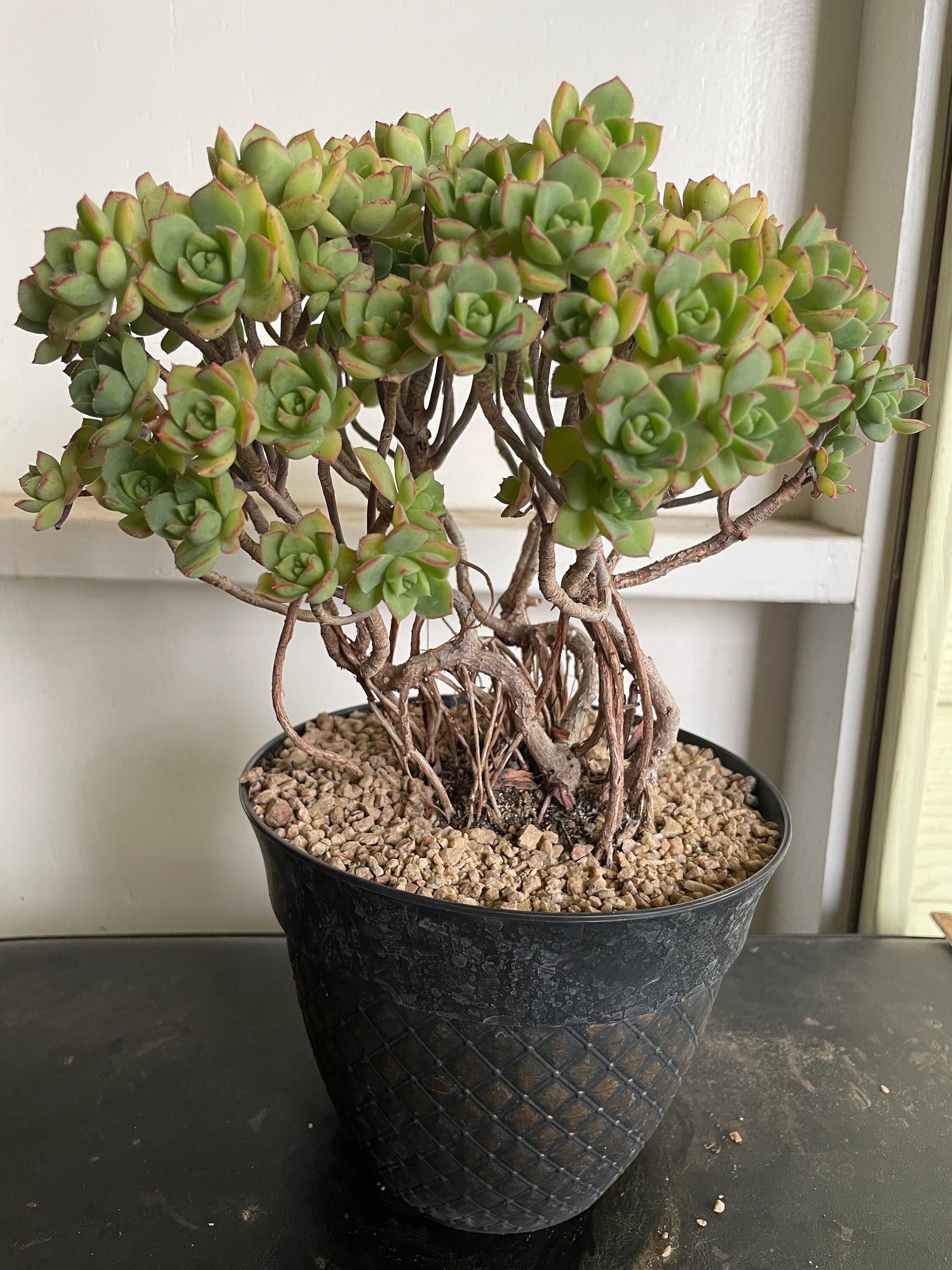 Bonsai Tree Aeonium Haworthia Tree Live Plant - Etsy