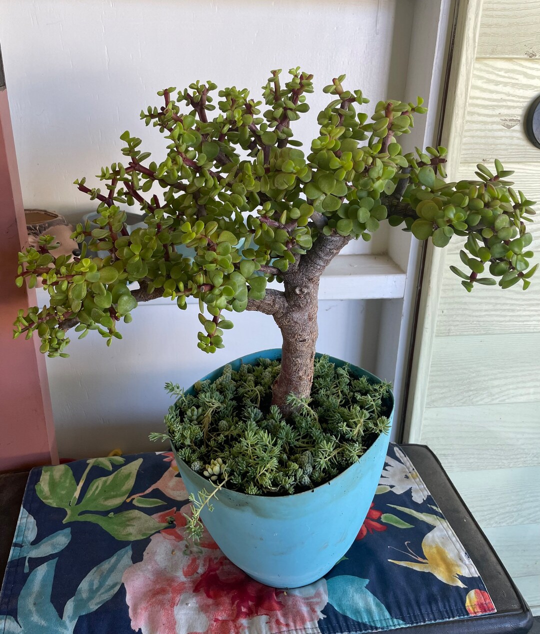 Delightful DWARF JADE Bonsai Tree! Succulent, Easy Care - Etsy