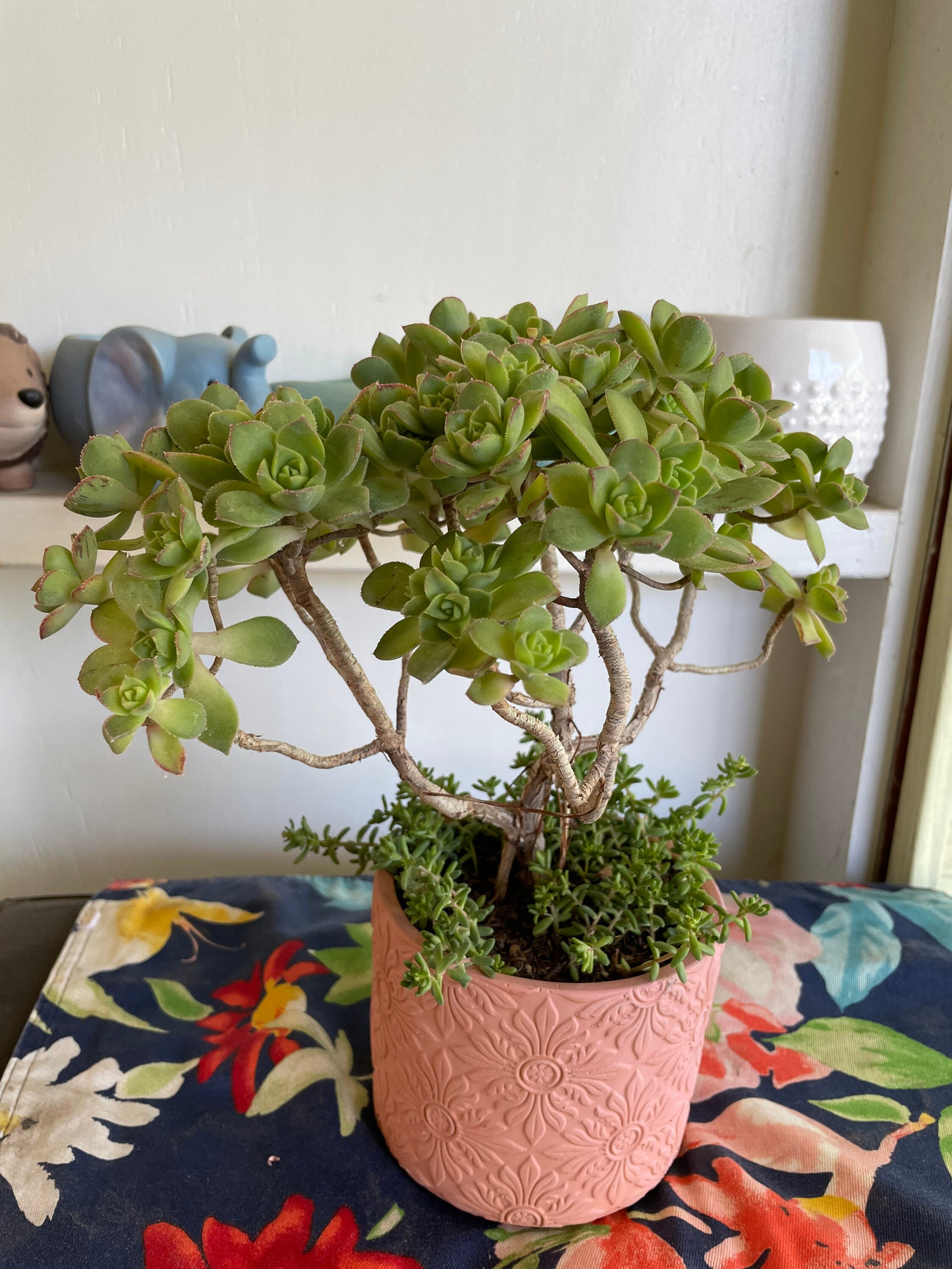 Bonsai Tree Aeonium Haworthia Tree Live Plant in 4 Pot - Etsy