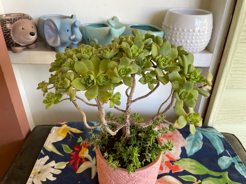 Bonsai Tree Aeonium Haworthia Tree Live Plant in 4 Pot - Etsy