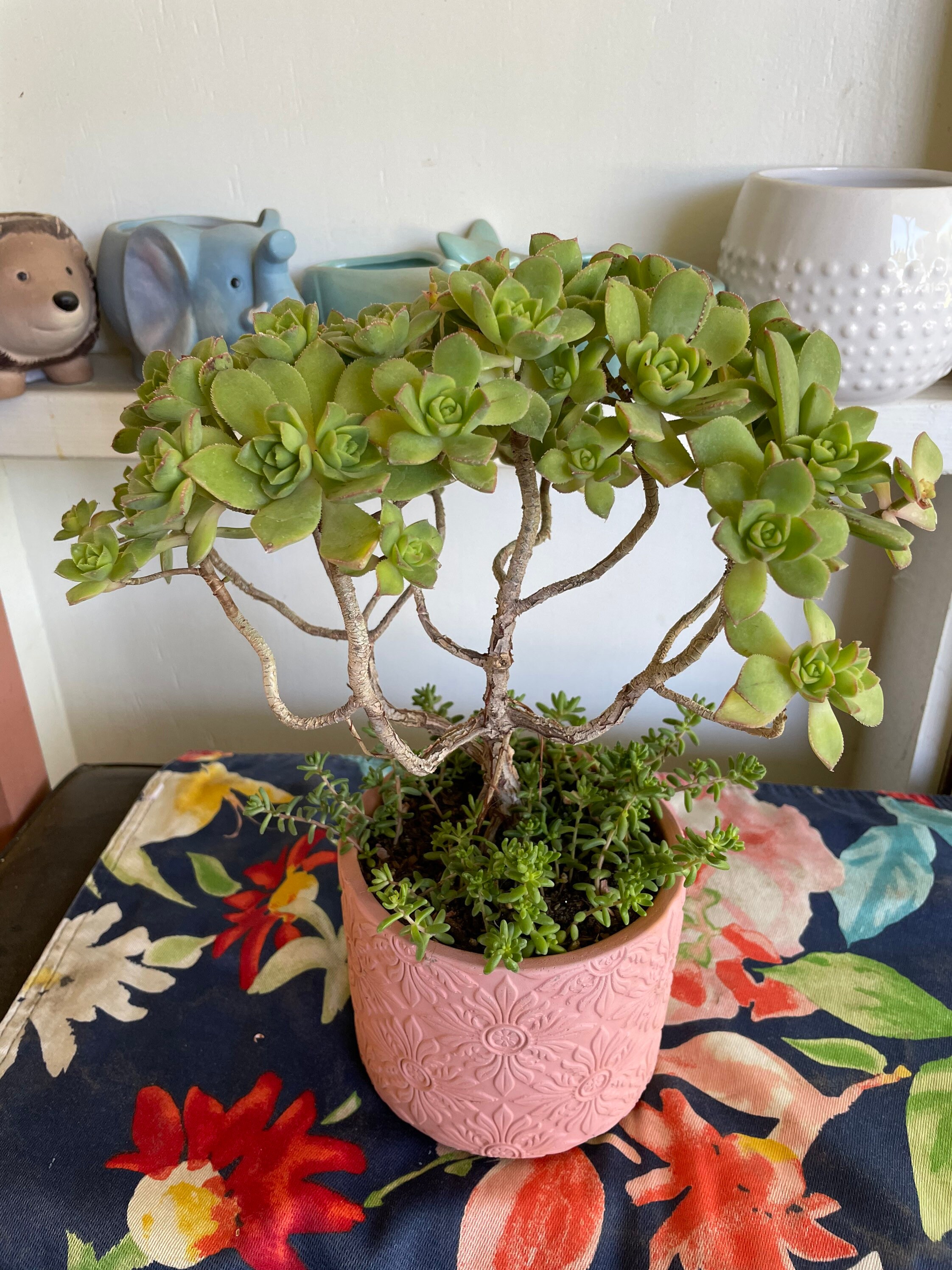 Bonsai Tree Aeonium Haworthia Tree Live Plant in 4 Pot - Etsy