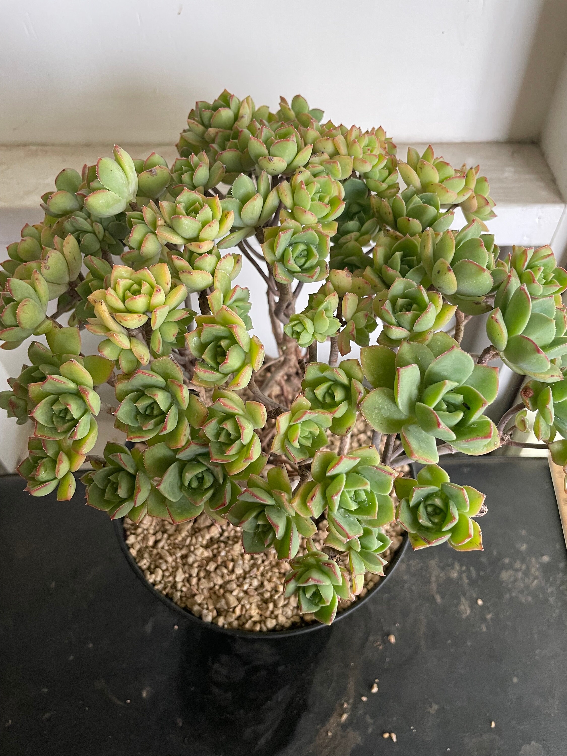 Bonsai Tree Aeonium Haworthia Tree Live Plant - Etsy