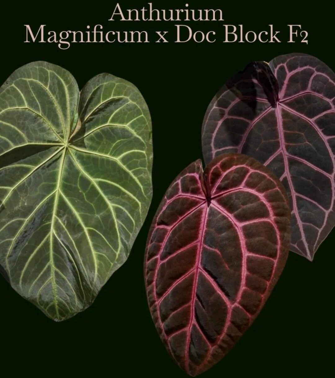 Anthurium Magnificum X Doc Block F2 - Etsy