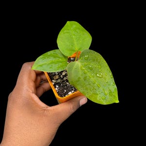 Anthurium Papi (wuhoo) X FSRL (by Jay Vannini) - Etsy