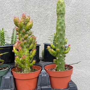 Eves Pin Cactus Austrocylindropuntia Subulata - Etsy