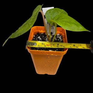 Anthurium Papi (wuhoo) X FSRL (by Jay Vannini) - Etsy