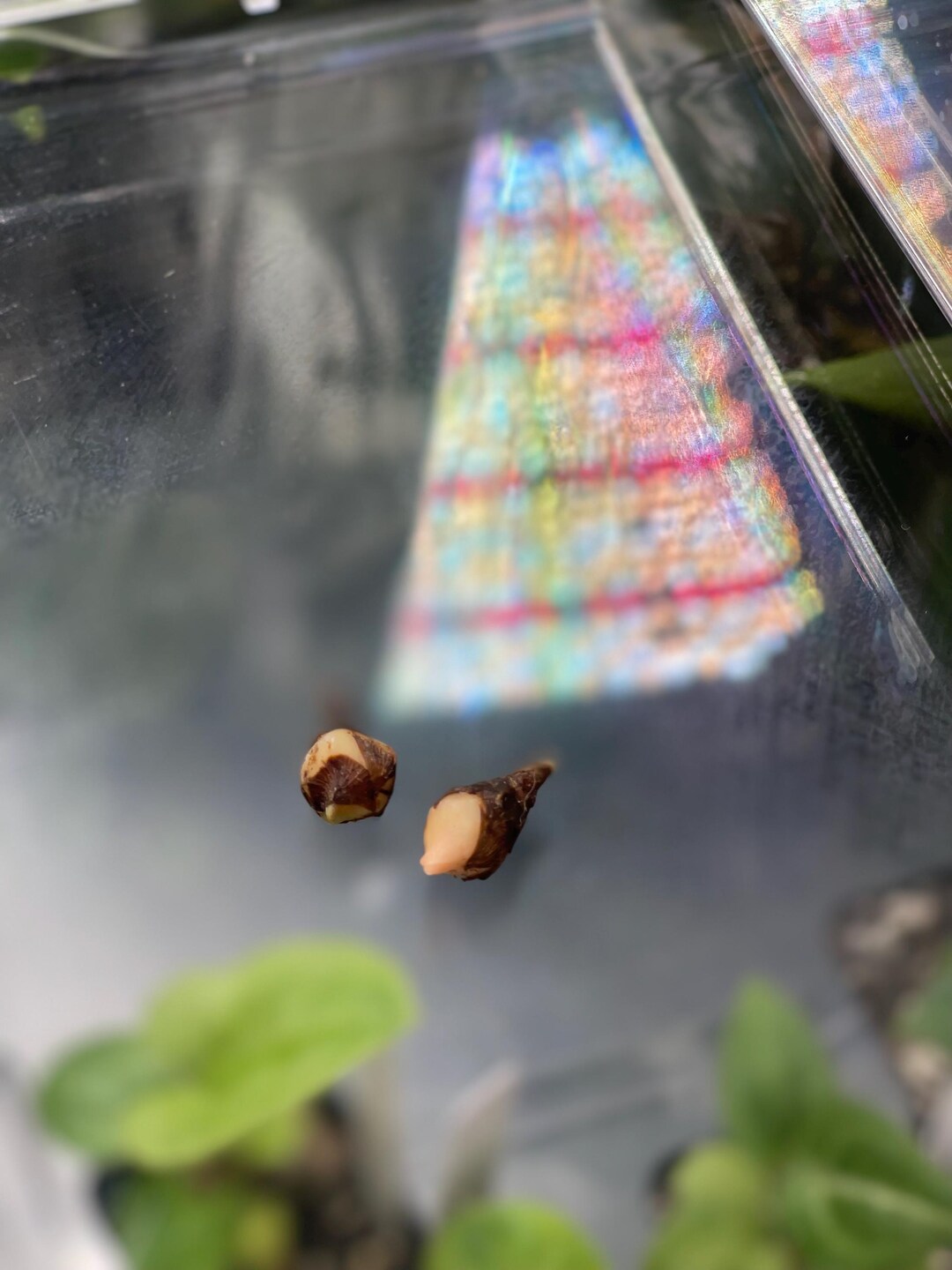 Alocasia Cuprea Red Secret CORMS - Etsy