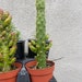 Eves Pin Cactus Austrocylindropuntia Subulata - Etsy