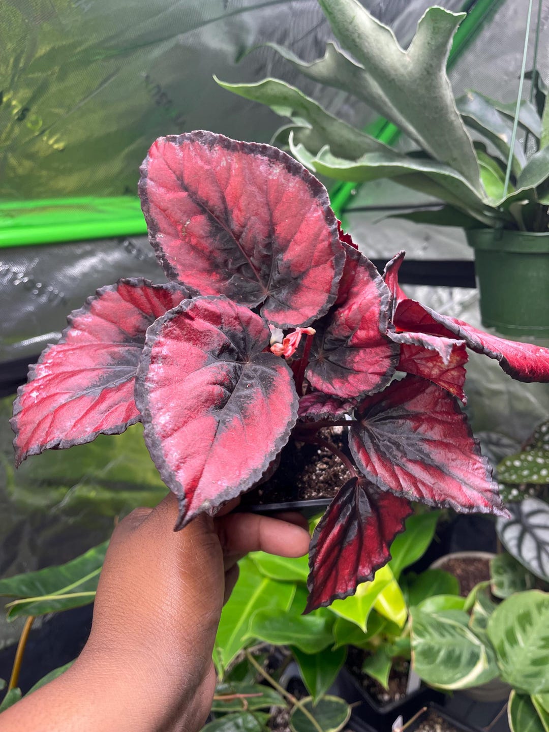 Begonia Rex Red Kiss - Live Colorful Foliage Plant - Rare Indoor ...