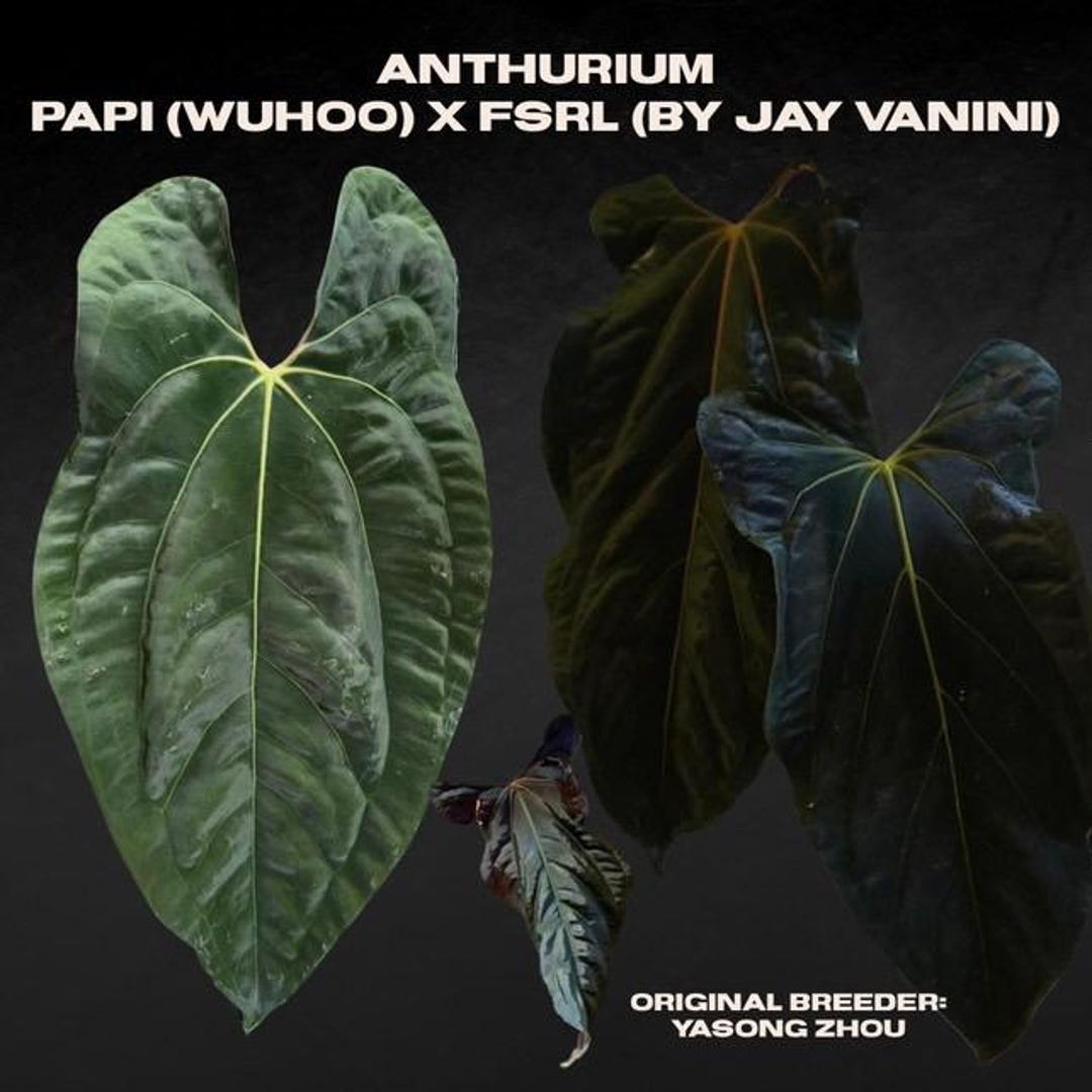 Anthurium Papi (wuhoo) X FSRL (by Jay Vannini) - Etsy