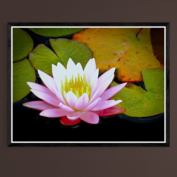 Lotus Flower Print - Etsy