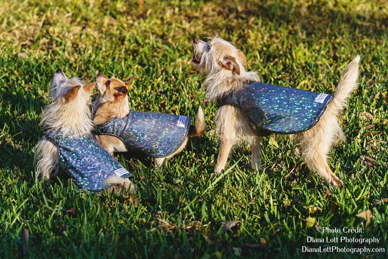 The Hawk Star Pet Protection Vest - Etsy