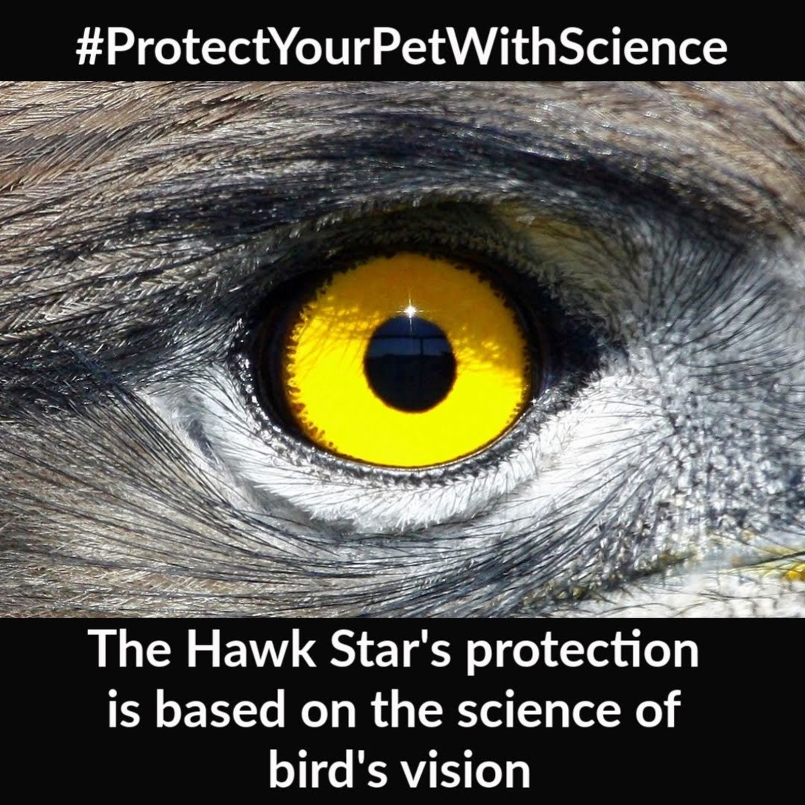 The Hawk Star Pet Protection Vest - Etsy