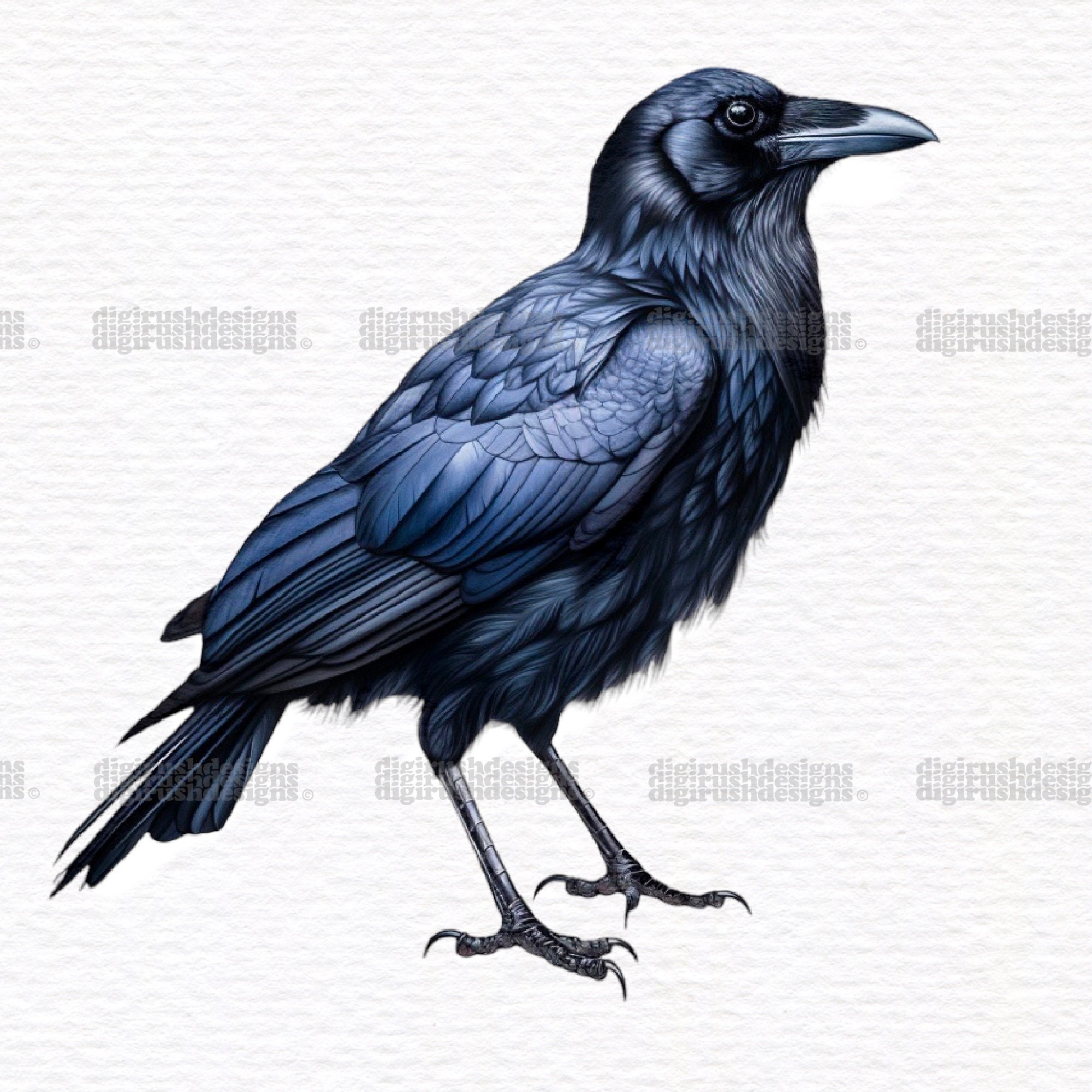 Crows Procreate Stamps, Crow Procreate Brushes, Realistic Crow Birds Stamps, Flying Crow Birds ...